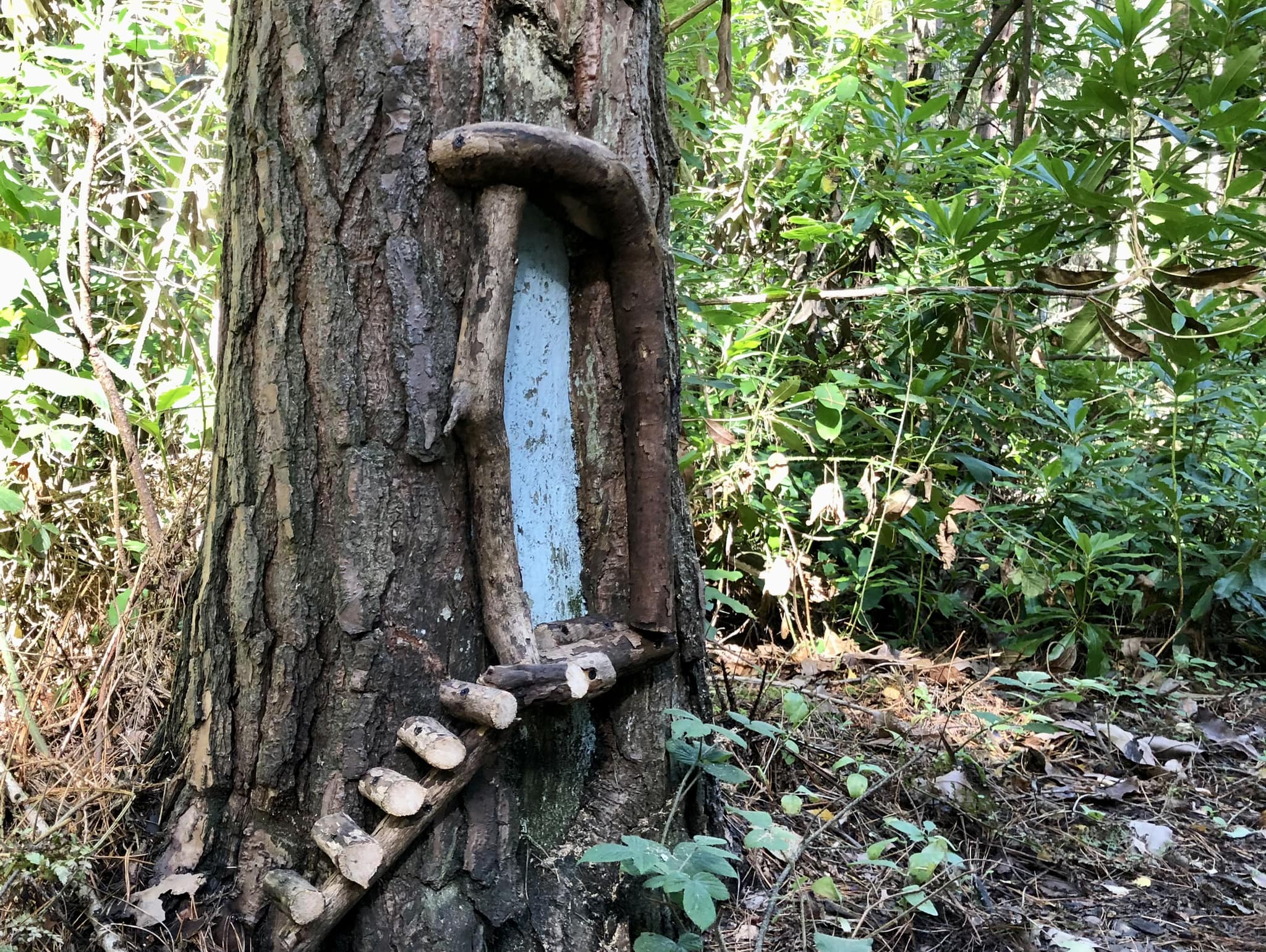 Northwood Trail - The Pocklington Bugle